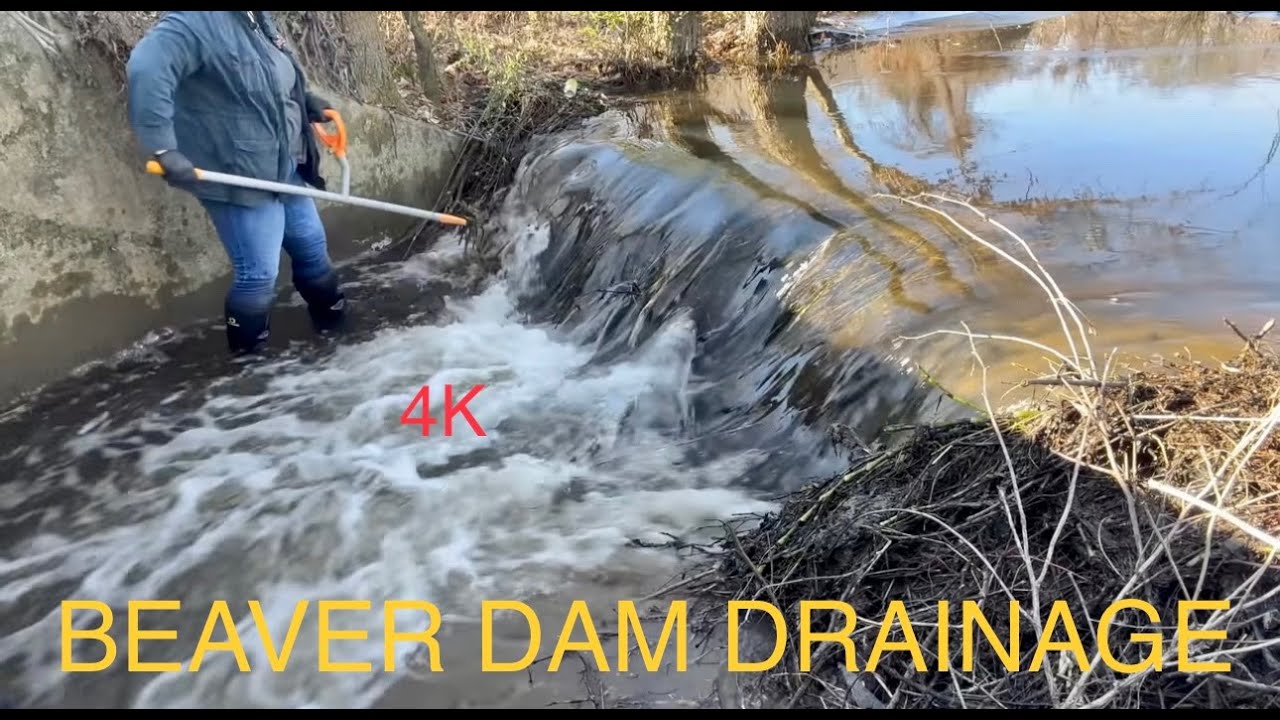 unclogging a massive beaver dam. 12/27/22 - YouTube