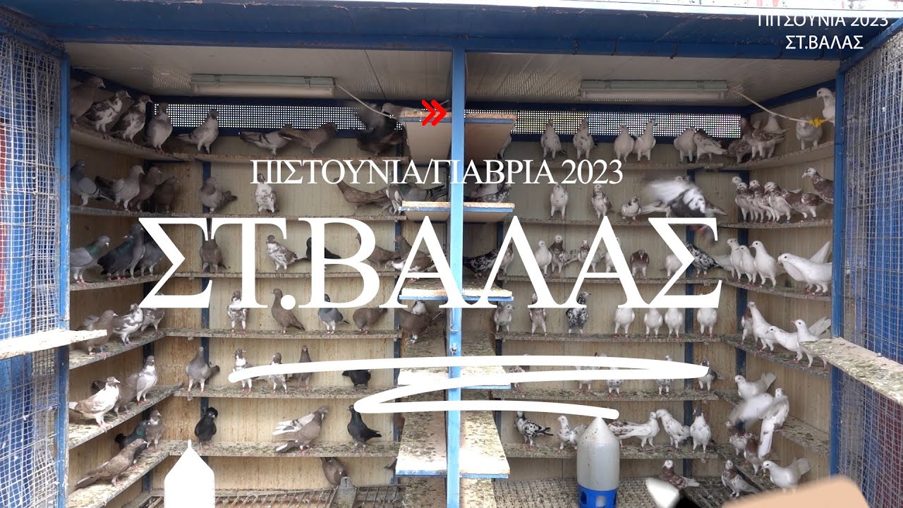 ΠΕΡΙΣΤΕΡΙΑ ΣΤ.ΒΑΛΑΣ ΚΟΥΜΠΑΡΑΔΕΣ ΠΙΤΣΟΥΝΙΑ ΓΙΑΒΡΙΑ 2023/2024 - YouTube