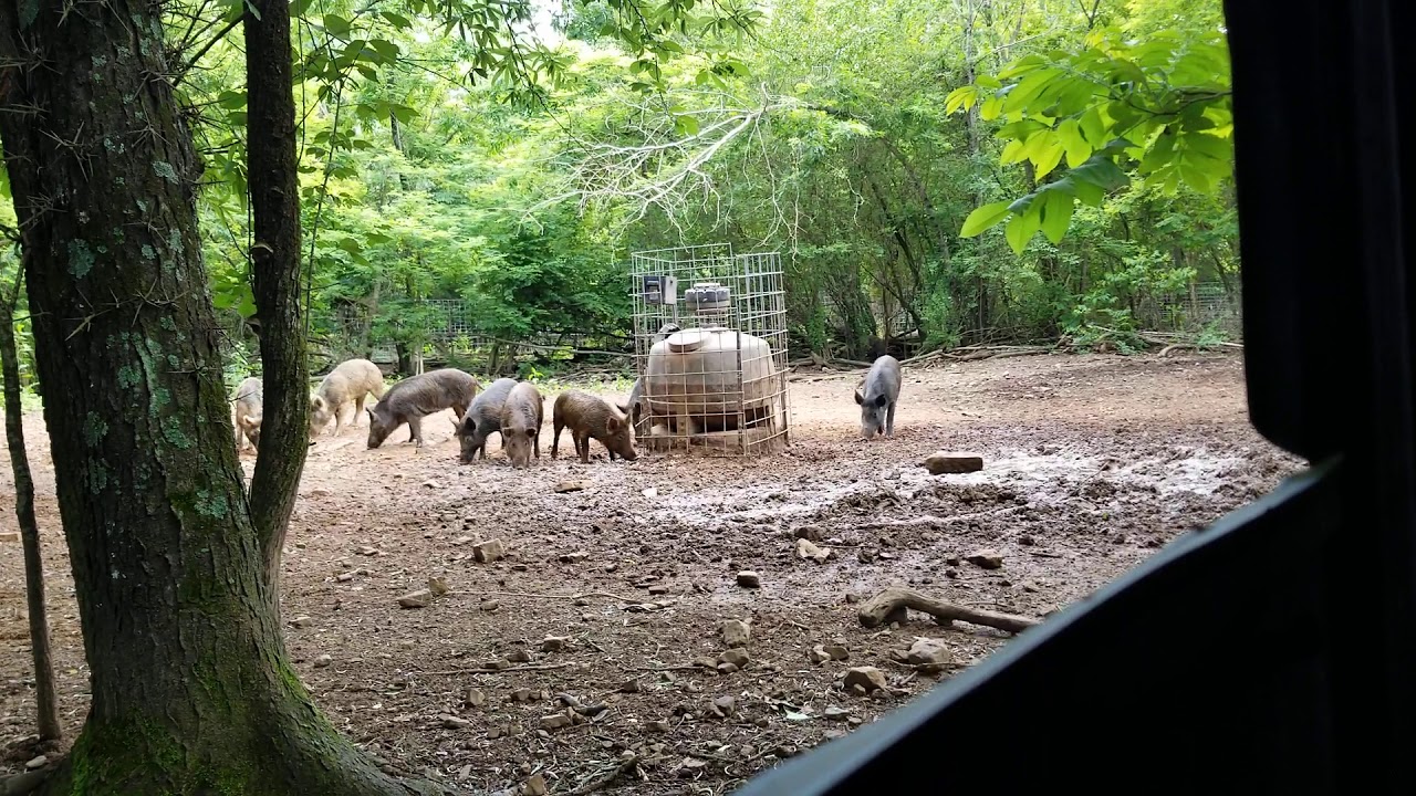 Bow Tie Hunting Ranch hog hunt. - YouTube