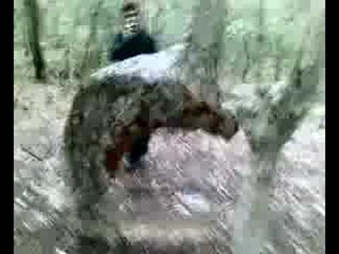 RUKU TREE IN NOWRA CITY IN SYDNEY-AUSTRALIA - YouTube