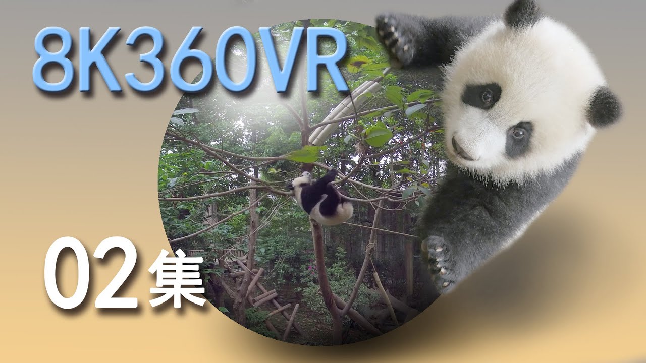 VR panda space 15 min episode 02 VR熊猫空間02集【8KVR 360VR】 - YouTube