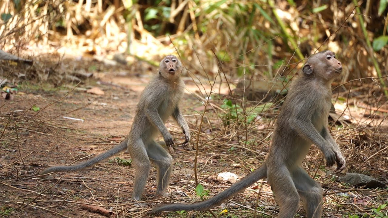 😭OMG Down was attacked from behind,They are very angry, they are very ...