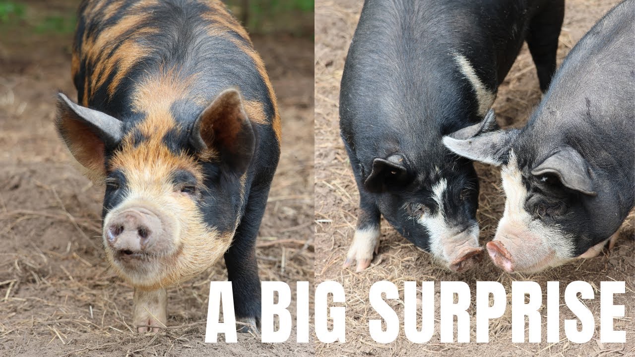 Bringing home our new Idaho Pasture Pig Boar | Another HUGE Surprise on ...