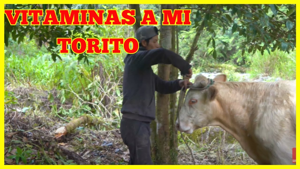 Así le pongo VITAMINAS a MI TORITO : cuidado animal-LANNKY - YouTube
