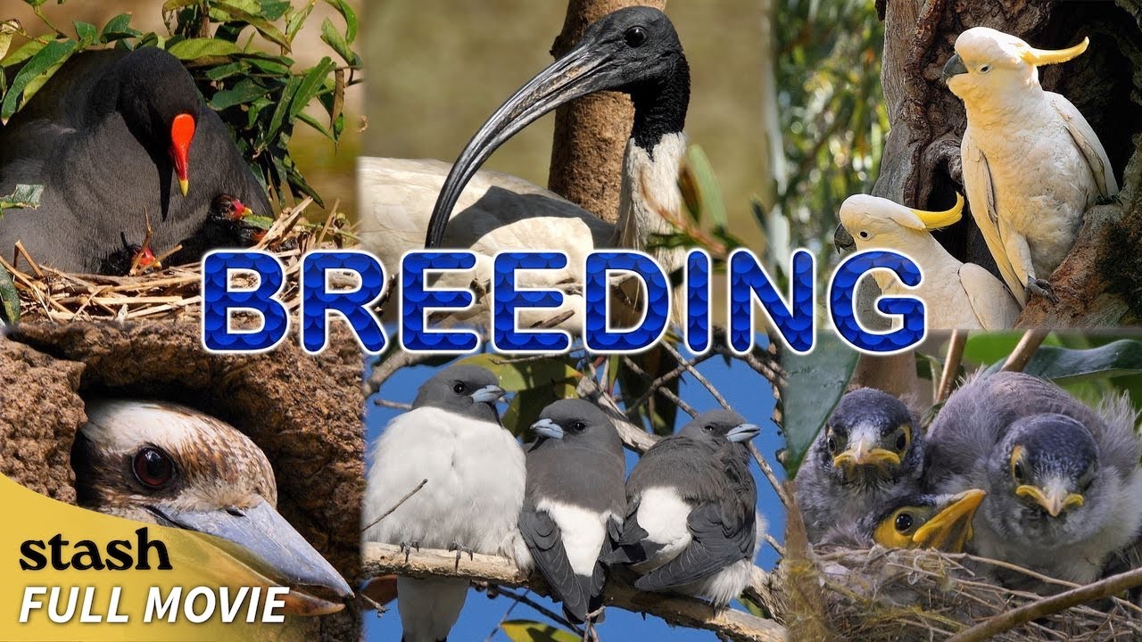 Breeding | Bird Watching Documentary | Full Movie | Different Birds ...