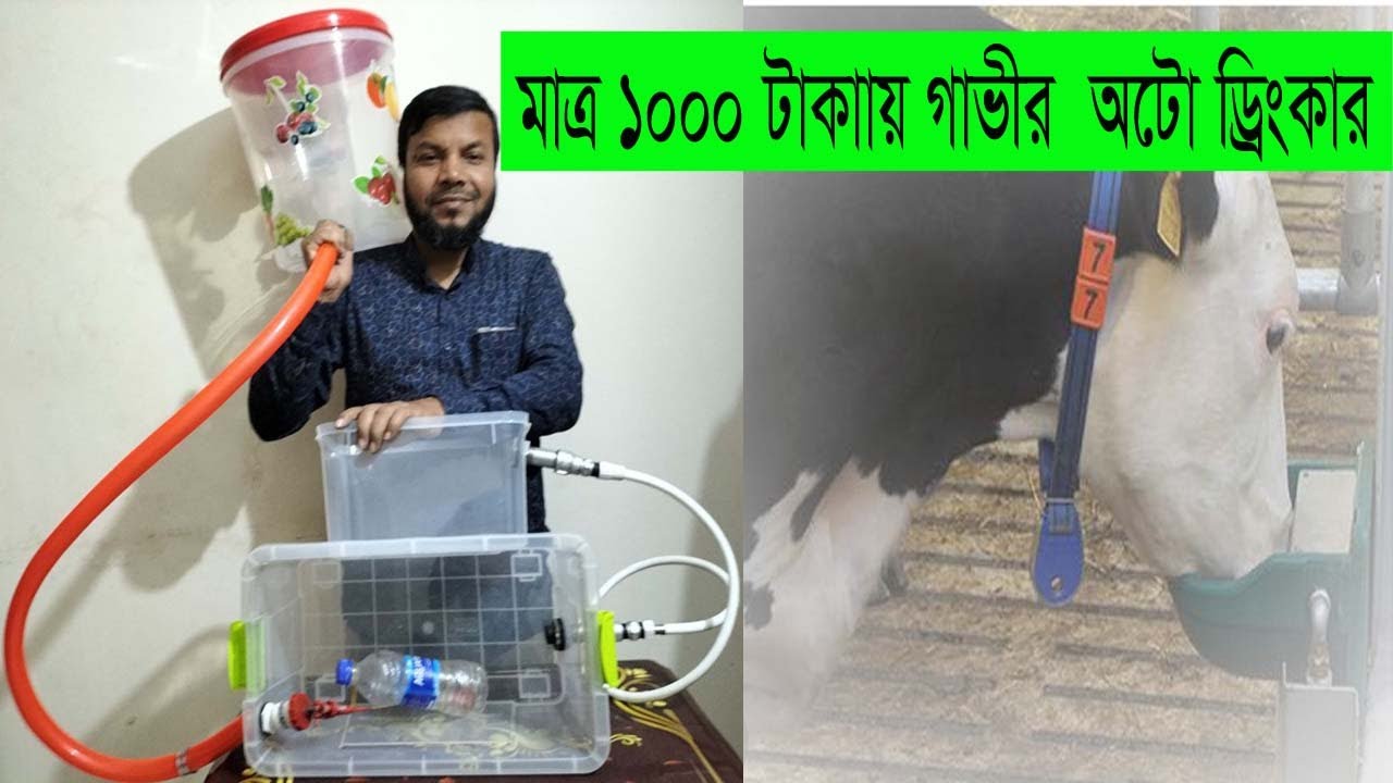 How to Make Auto Drinker for your Dairy Farm Easley at Home - YouTube