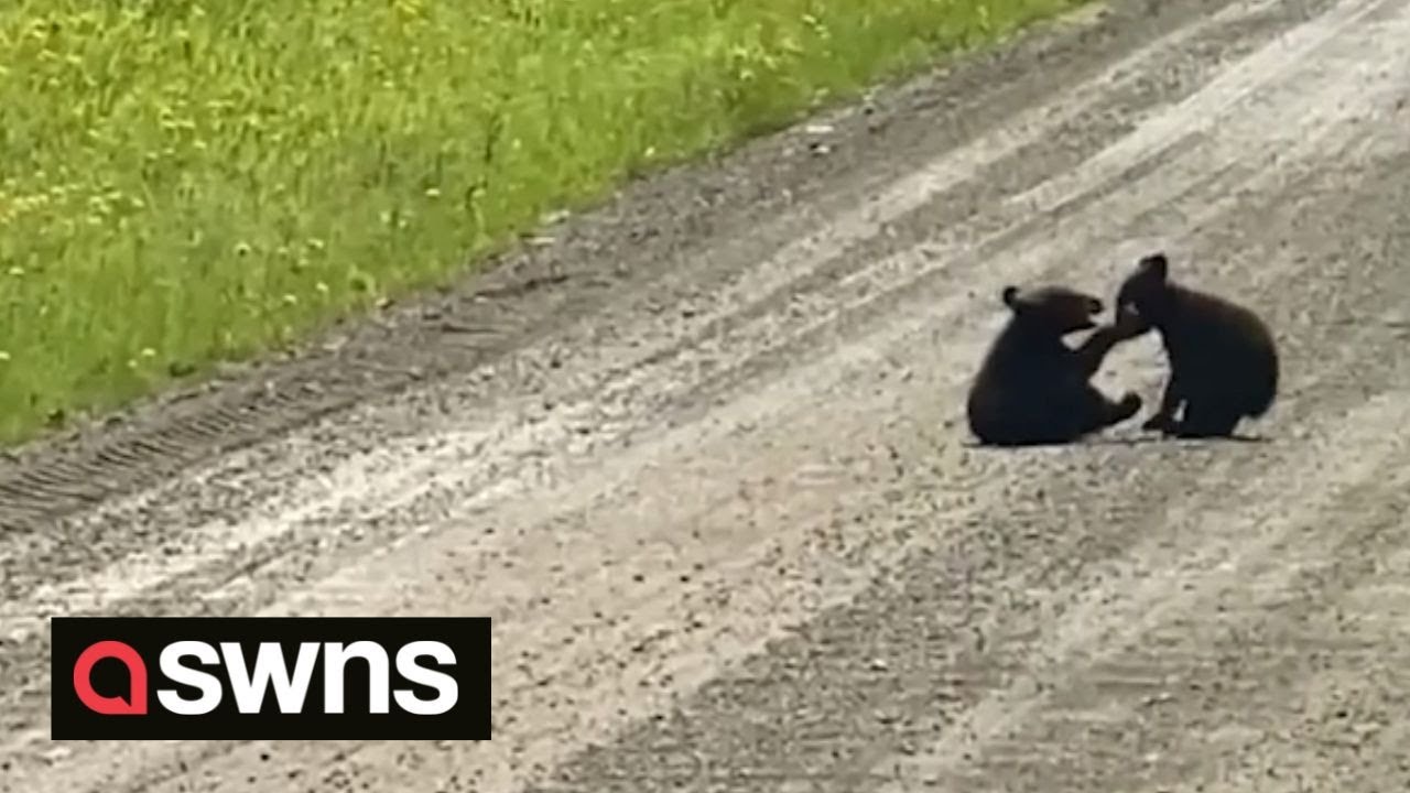 Adorable moment bear cubs spotted play fighting on road in Alaska ...
