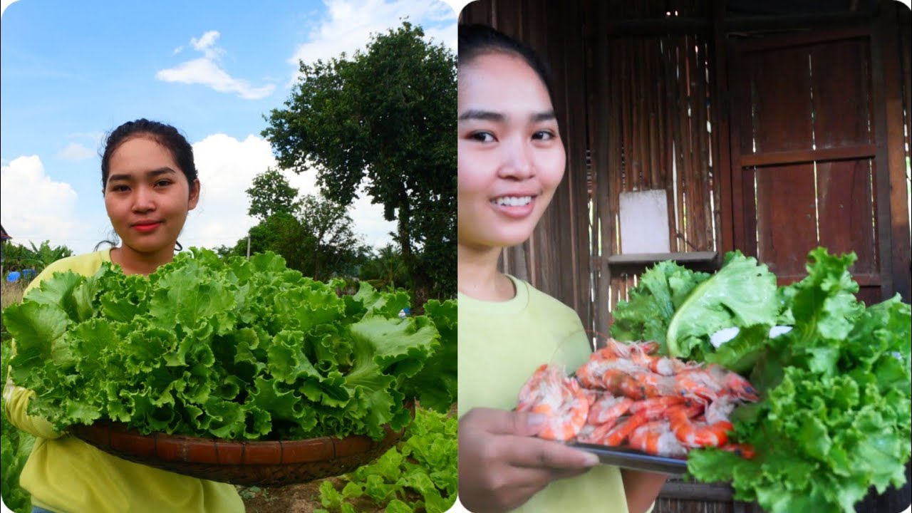 Harvest lettuce 🥬 for eating with boiled shrimps🍤🦐 so yummy,lettuce ...