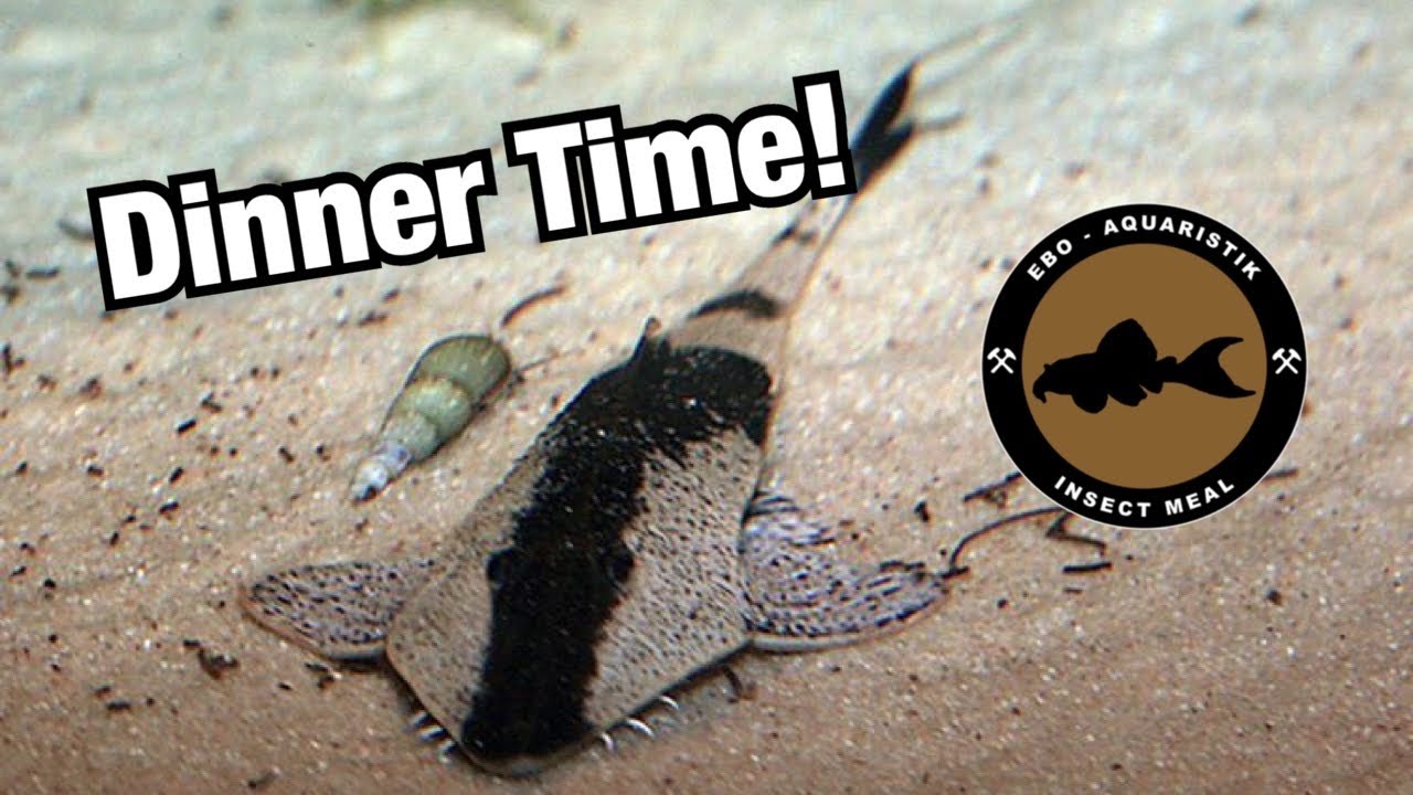 Feeding the Chameleon Whiptails (Pseudohemiodon aff. Apithanos) - YouTube