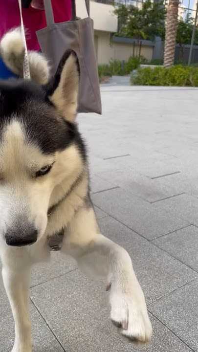 Husky dog wants to shake hands with me🐶 #doglover #dogs #shorts #shortsfeed #dubai #uae - YouTube