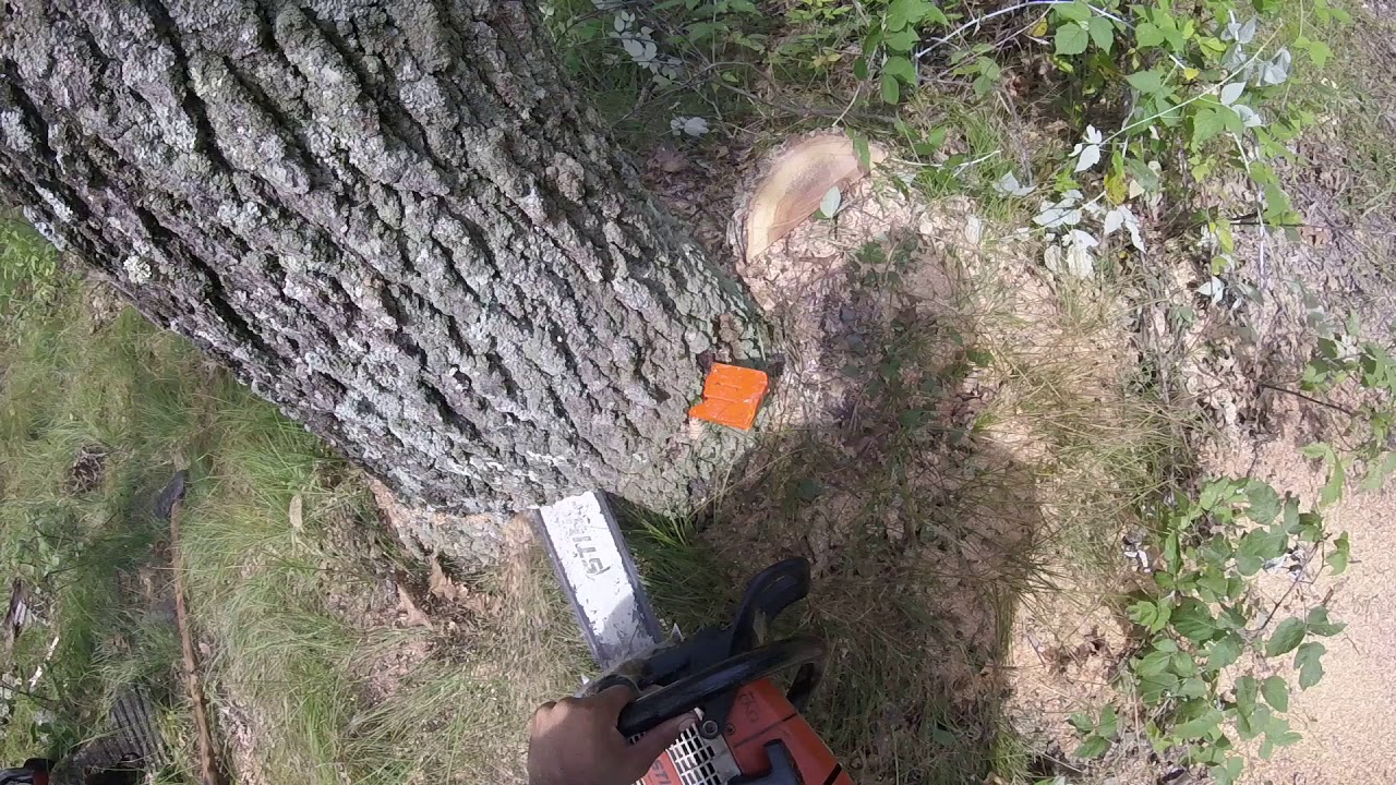 BORE CUT AND WEDGE OVER AN OAK - YouTube