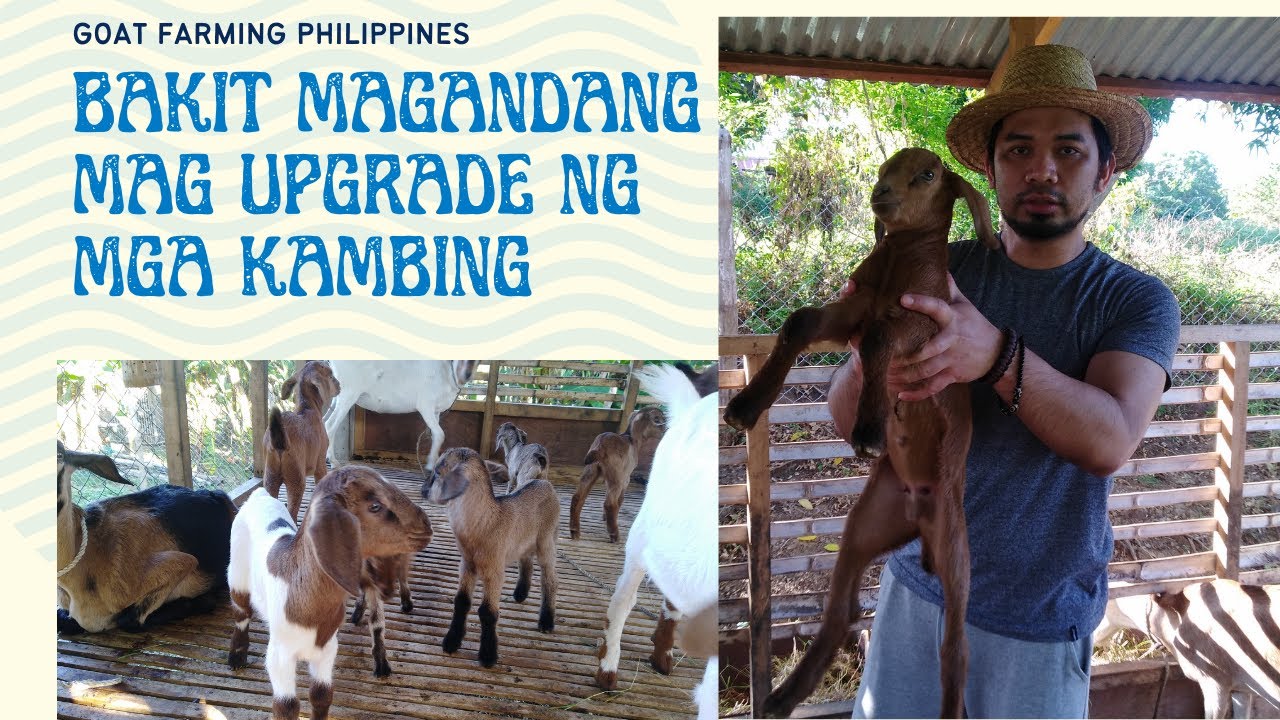 BAKIT KAILANGANG MAG UPGRADE NG MGA NATIVE NA KAMBING/ GOAT FARMING ...