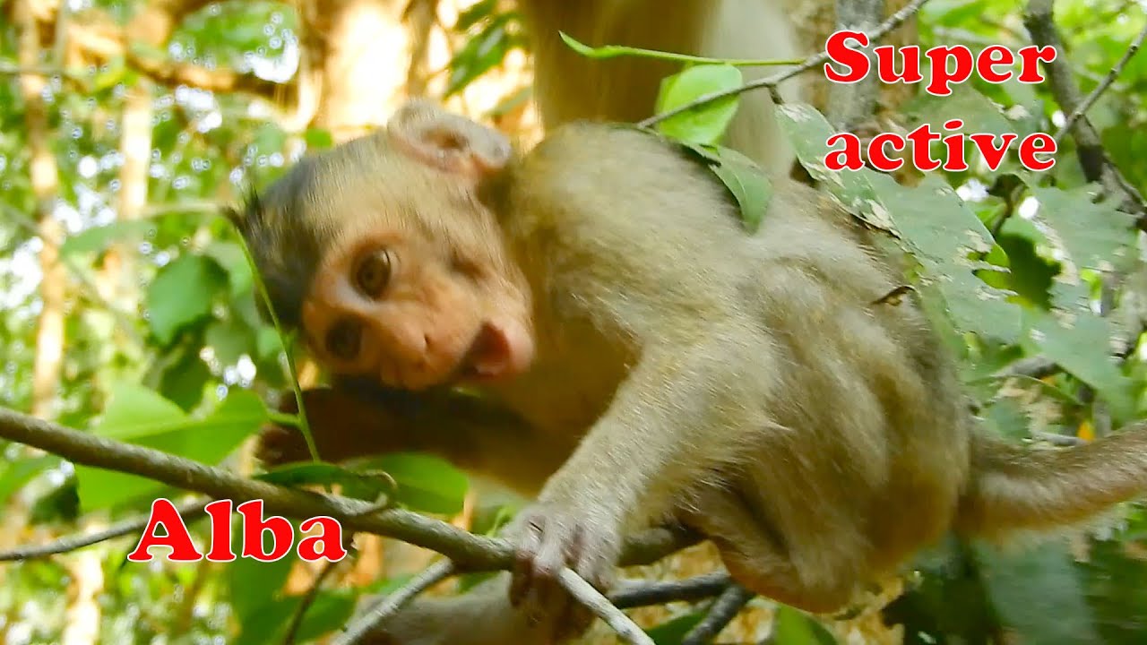 Adorable baby monkey Alba is very active, Baby monkey Alba - YouTube