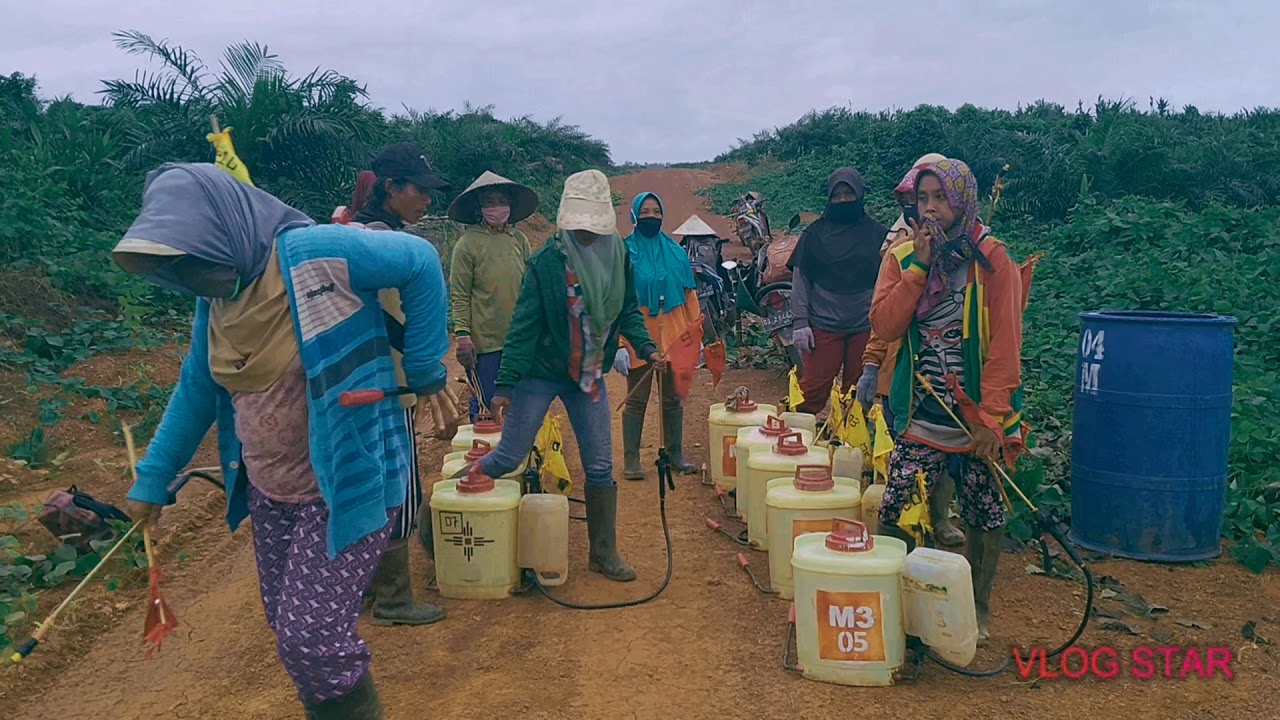 Cara & Aplikasi Semprot Piringan Pasar Pikul (CPT) Lengkap 2020 ...