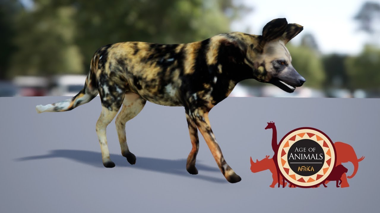 Age of Animals - Mabeco (cão selvagem africano) / African wild dog ...