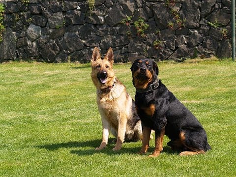 Çok İyi Eğitilmiş Köpek - minyapet