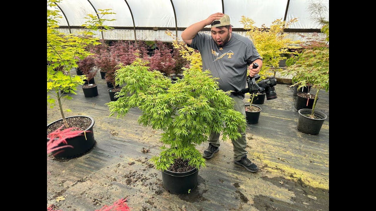 Acer pubipalmatum 'Flying Daggers' Chinese Maple - YouTube