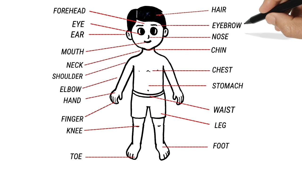 How to Draw Human Body Parts in Easy Way - YouTube