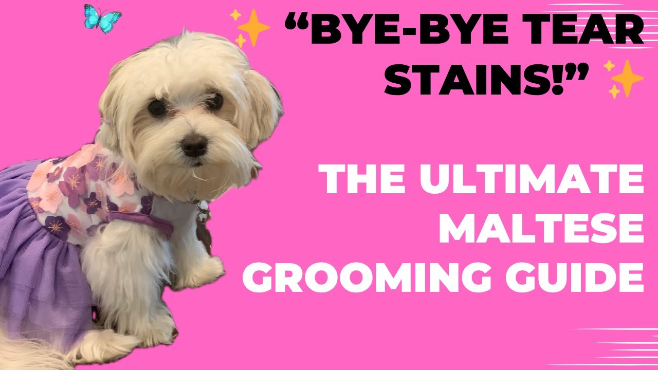 🎥 Ultimate Guide to Maltese Tear Stain Prevention and Removal - YouTube