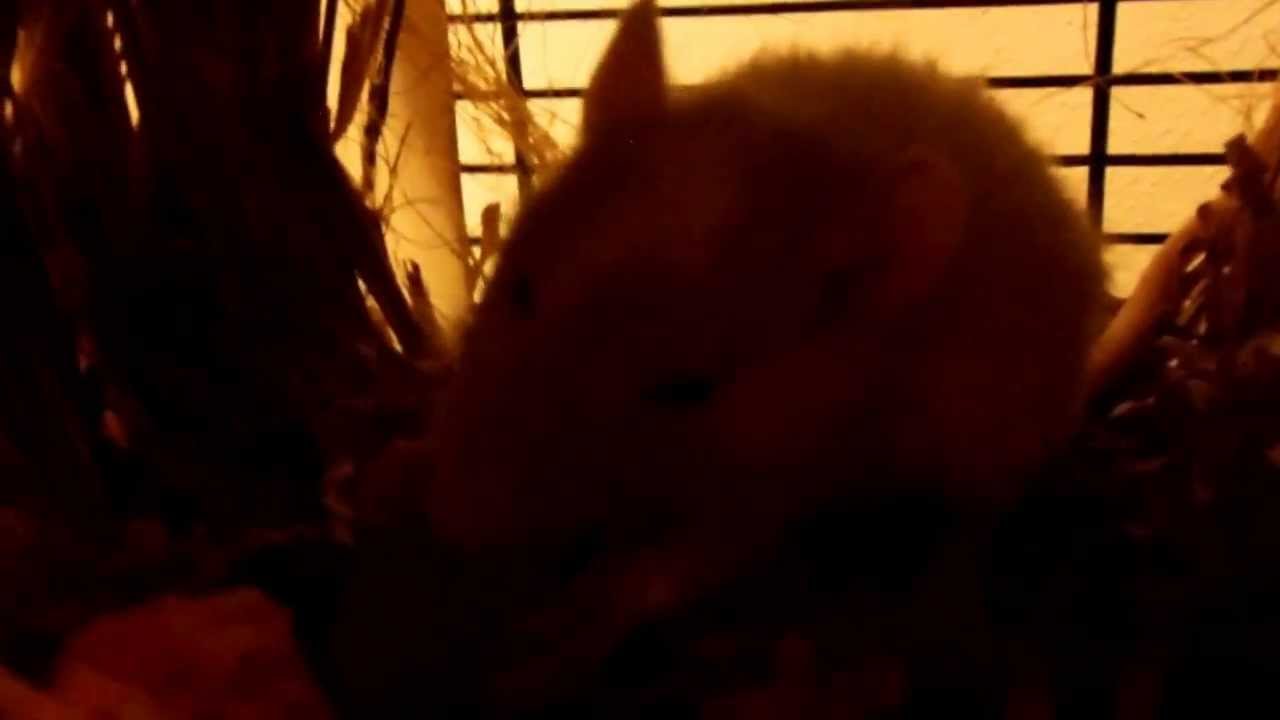 Adorable Baby Rex Rat - YouTube