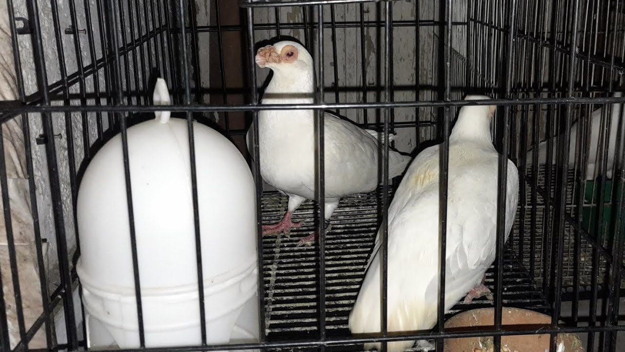 White Dragoon Breeding Challenge - YouTube