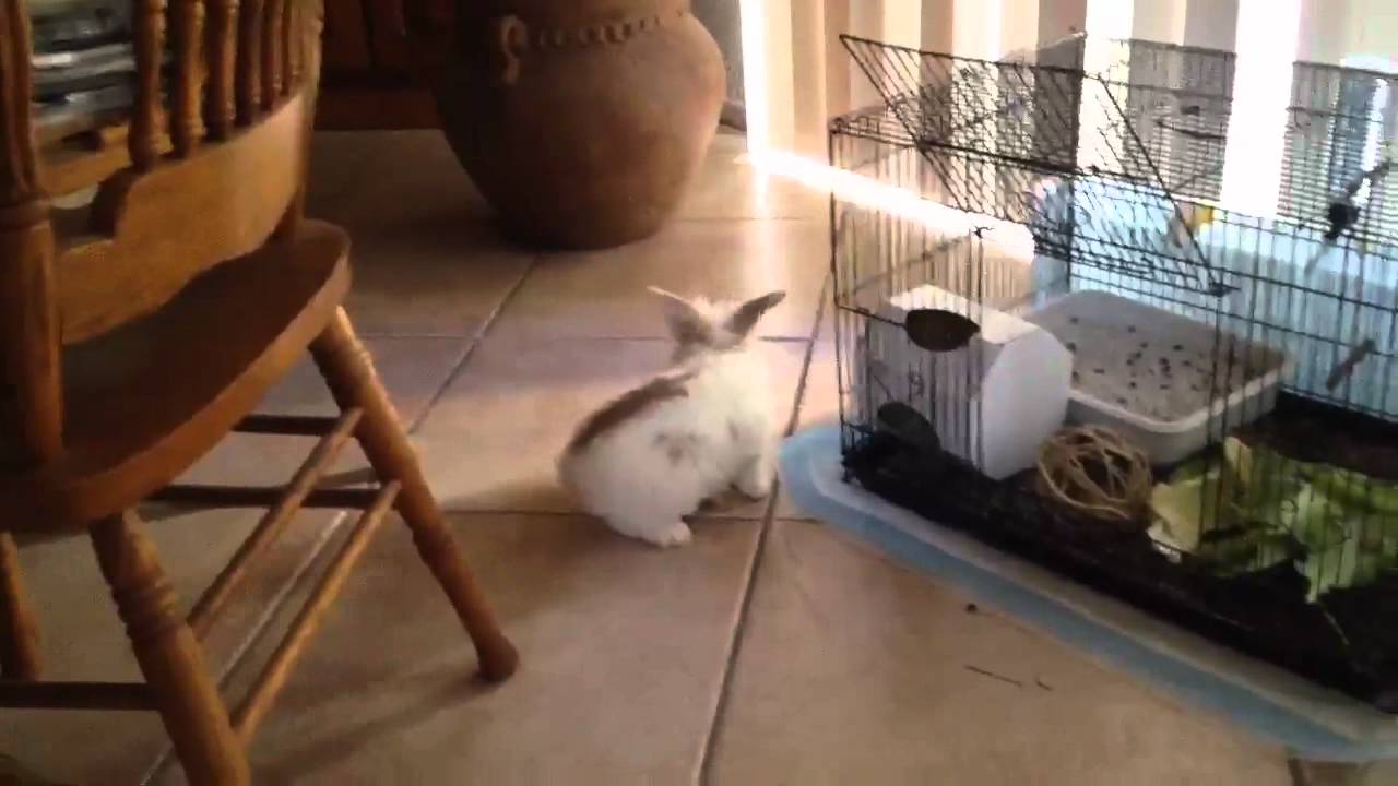 Cute bunny learns to play fetch! - YouTube