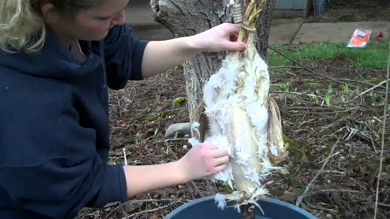 Mission Chicken Dinner Part 1 - YouTube