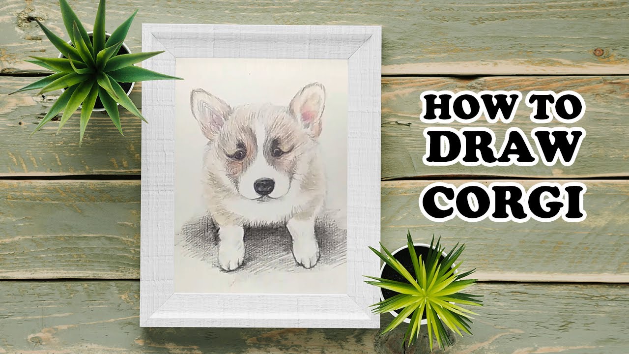 How to draw a corgi puppy | semi realistic style by Lazapets - YouTube
