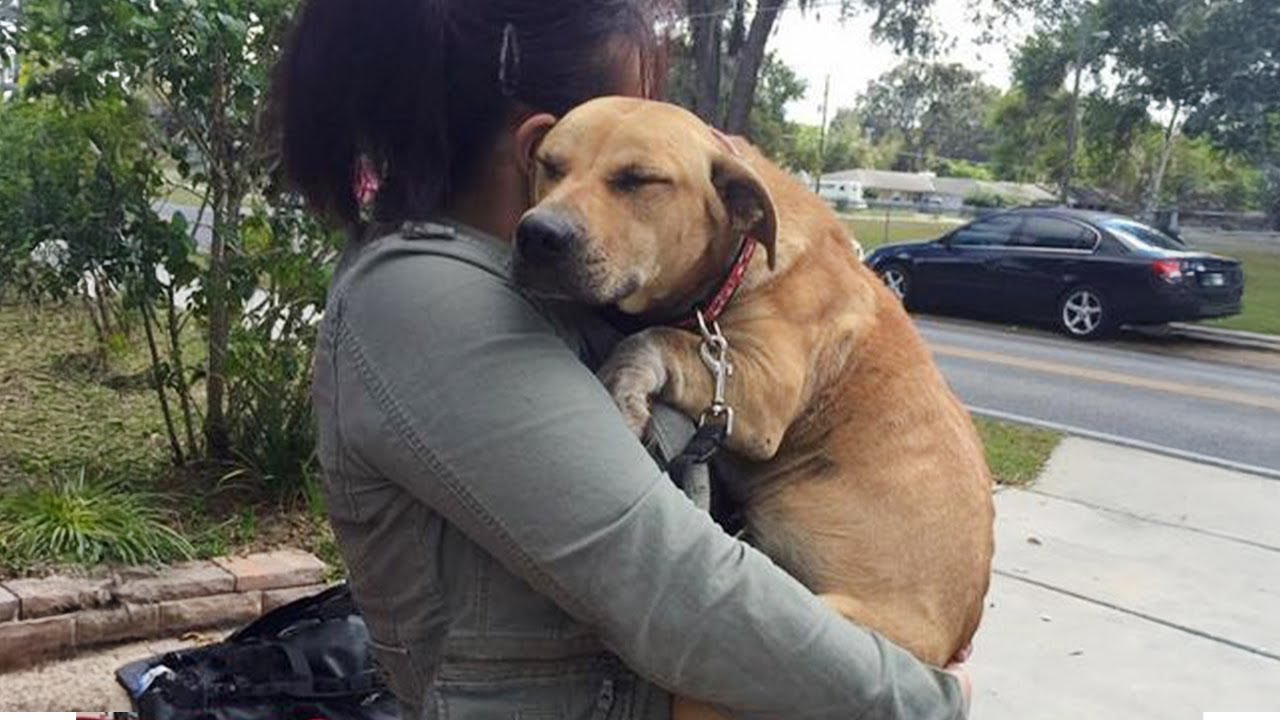 When The Dog Distribution System Always Finds The Perfect Match ️ - YouTube