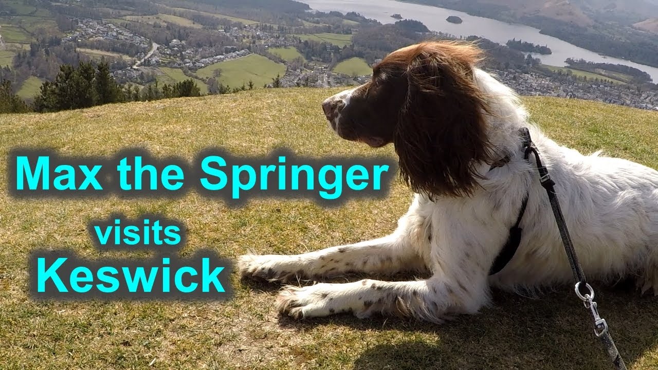 Springer Spaniel Max visits Keswick in a VW campervan. - YouTube