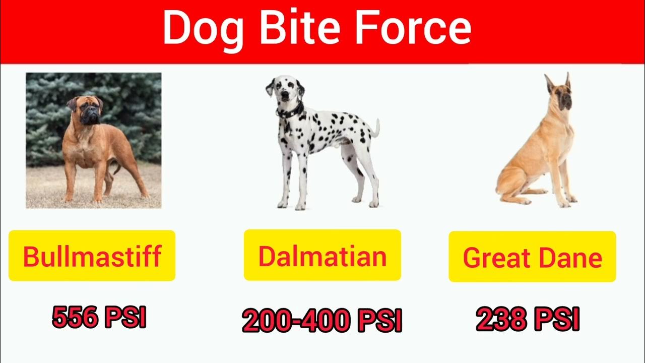 all-dog-bite-force-and-name-with-psi-dog-bite-power-biteforce-dog