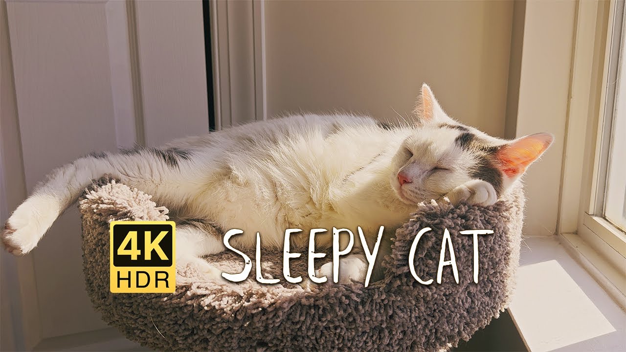 4K HDR Sleepy Cat in the Warm Sun | Purfect for Relaxing or Studying ...