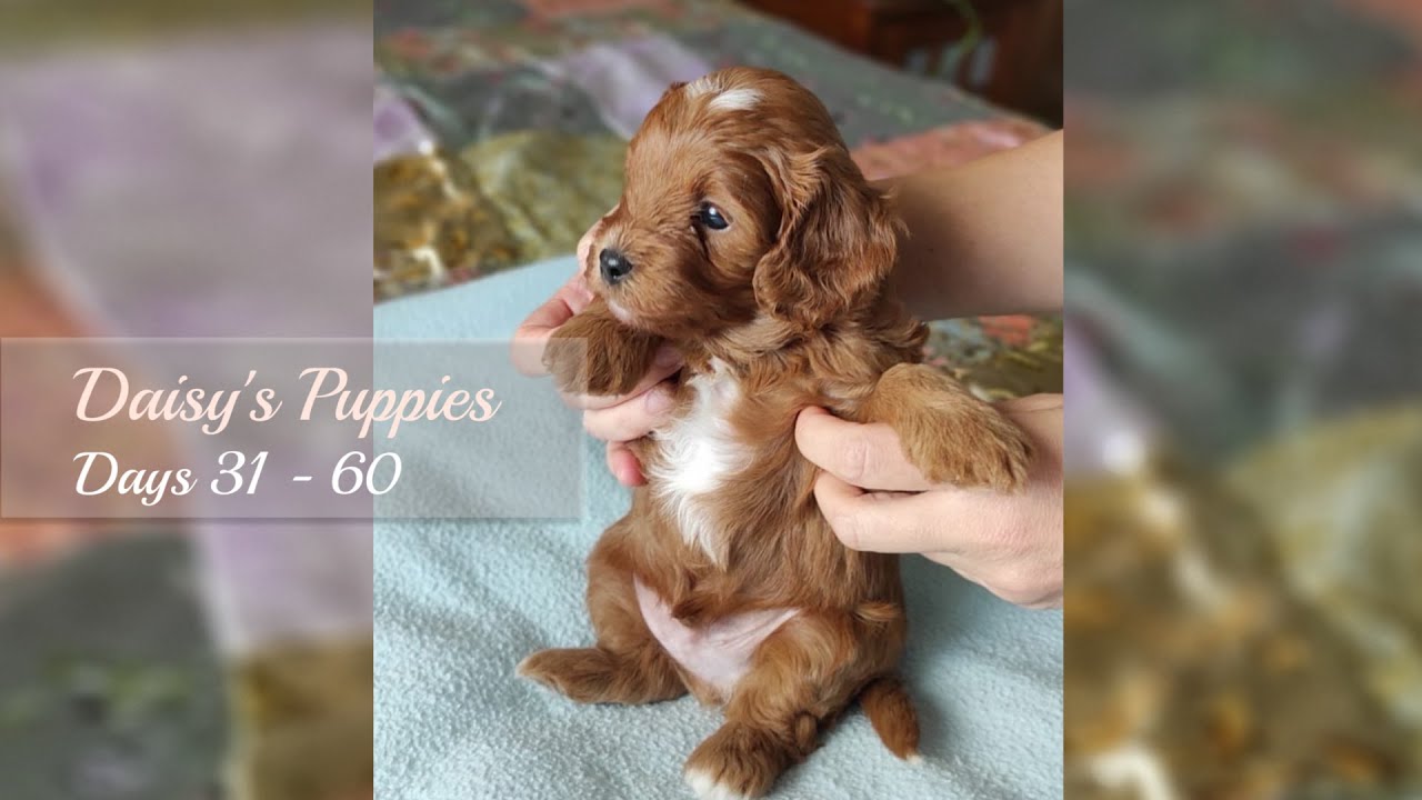 Cavapoo puppies development at home. Days 31 - 60. - YouTube
