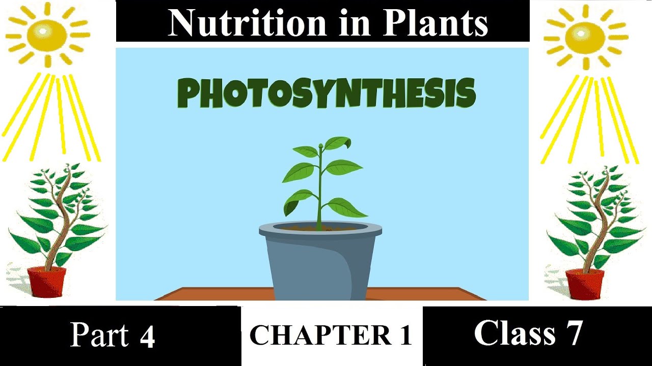 Photosynthesis || Nutrition in Plants || Chapter 1 || Class 7 || NCERT ...