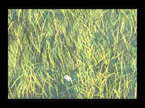 Final Fantasy IX - Side Quest: Frog Catching [96 Frogs] - #154 - YouTube