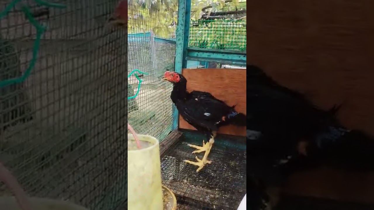 ayam Siam baka ayam sabung : Rabu ( 19/10/2022 ) - YouTube