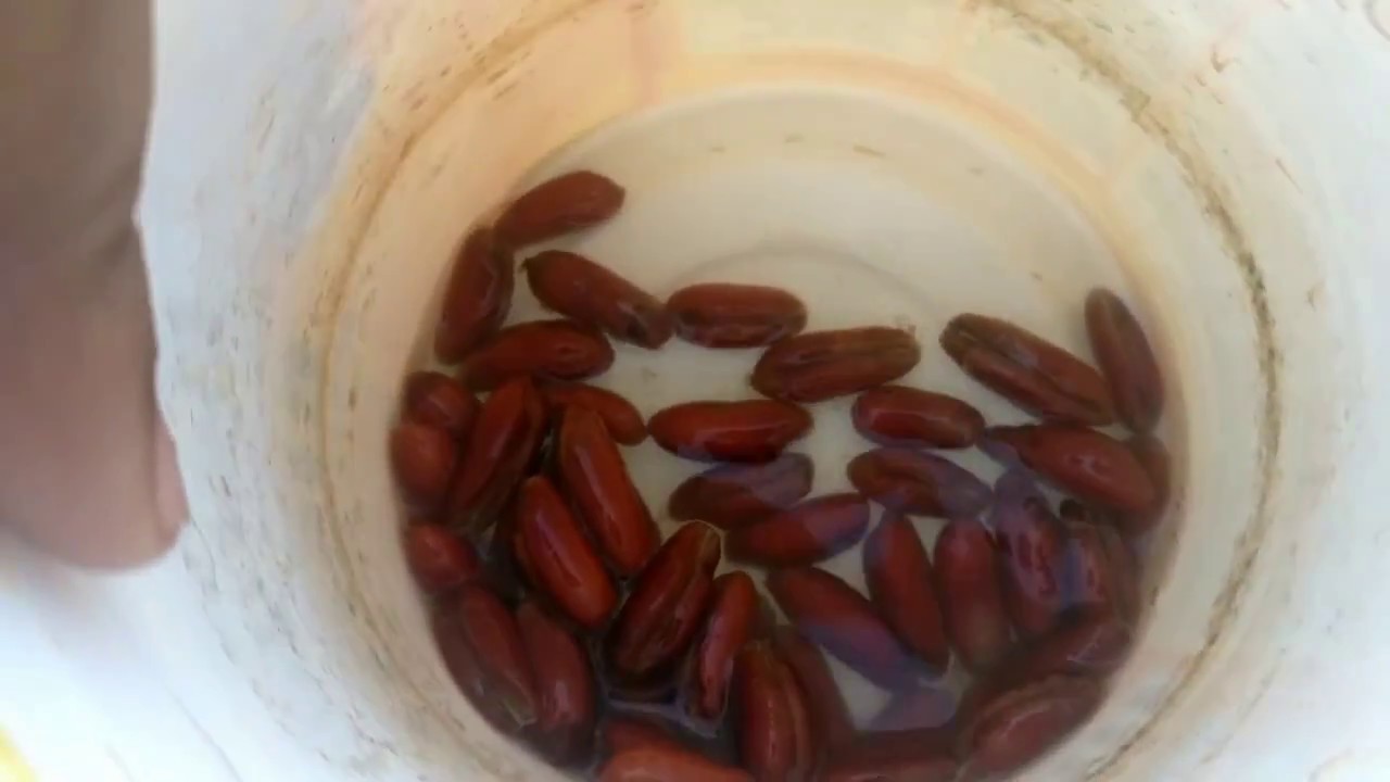 How to germinate Date seed - Gold Tree India - YouTube