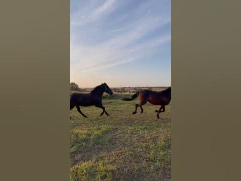 НАША ИСТОРИЯ🐎🐎 #деревня #лошади #конюшня #русскаядеревня #конныйспорт # ...