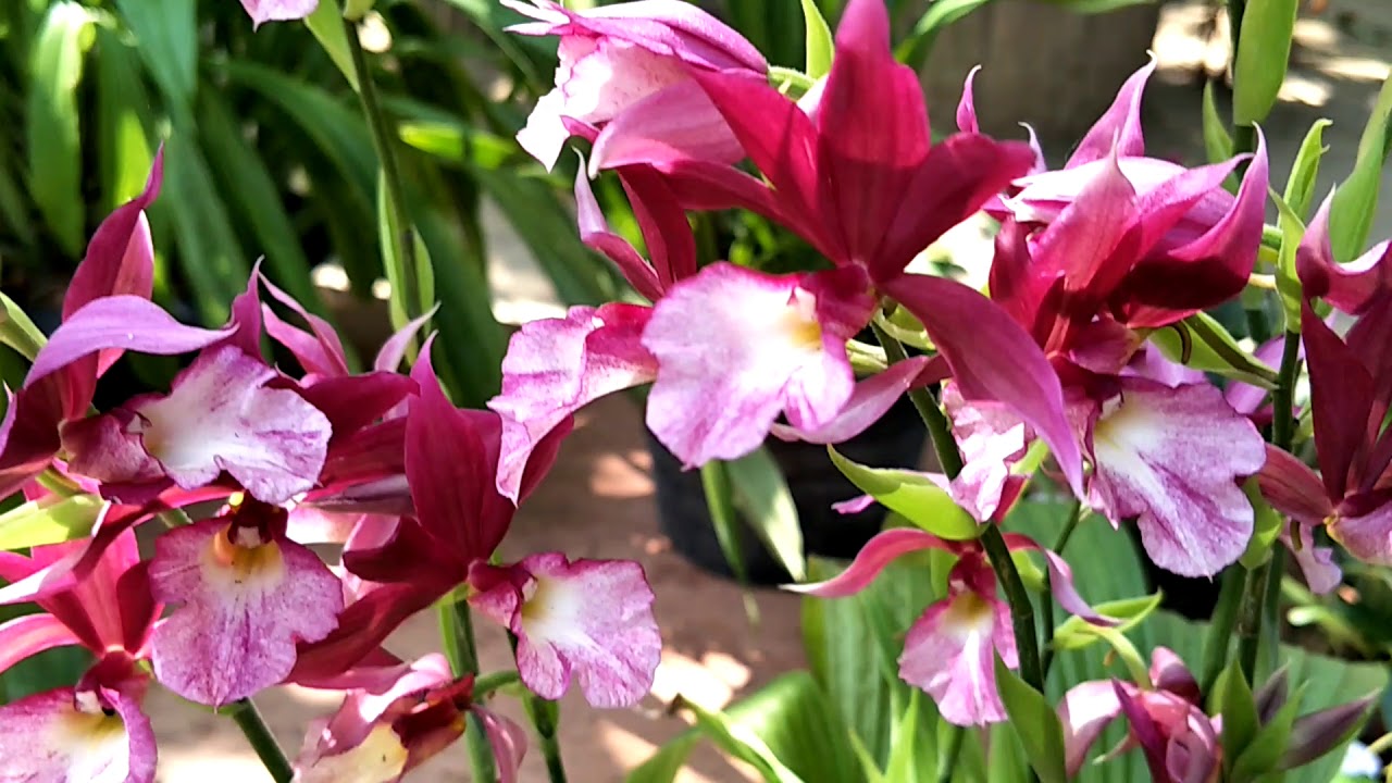 Wild orchid กล้วยไม้ดินลูกผสมเอื้องพร้าวXคาลันเท Phaius tankervilleae ...