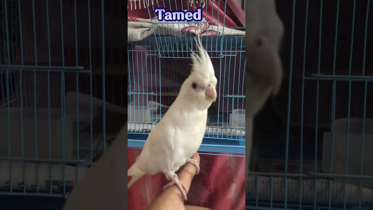 Tamed Vs Untamed bird #birds #taming - YouTube