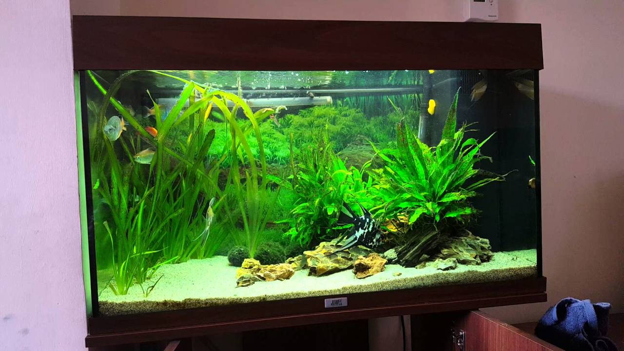 Juwel rio 125 - YouTube