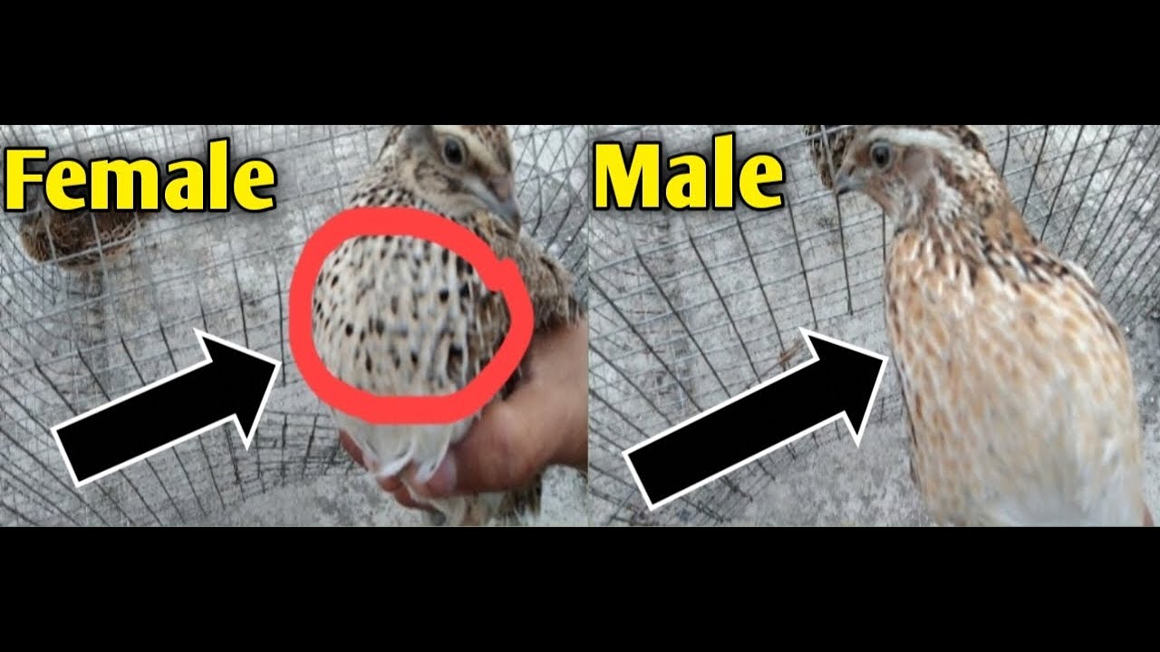 How To Identify male female in quail easy way😍 - YouTube