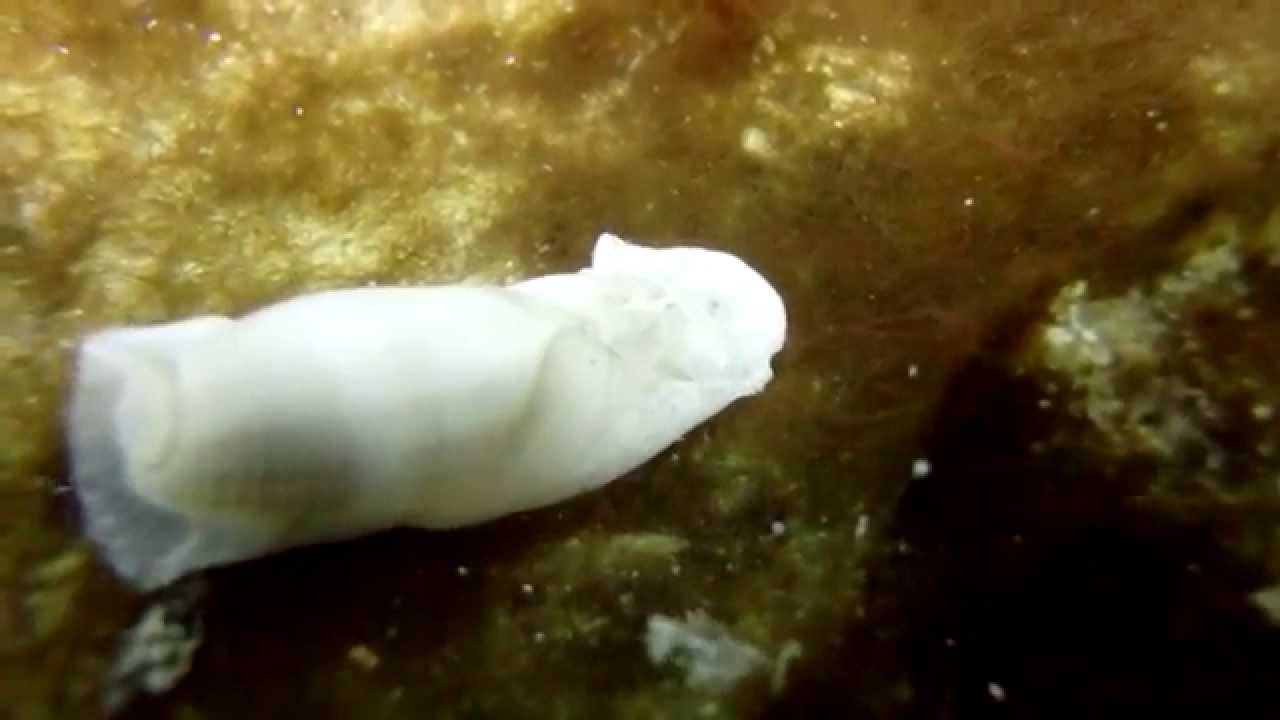 Opisthobranchia of Koh Tao - Cephalaspidea or 'Headshield Slugs' - YouTube
