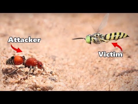Cowkiller RAIDS Angry Swarm of Wasps!