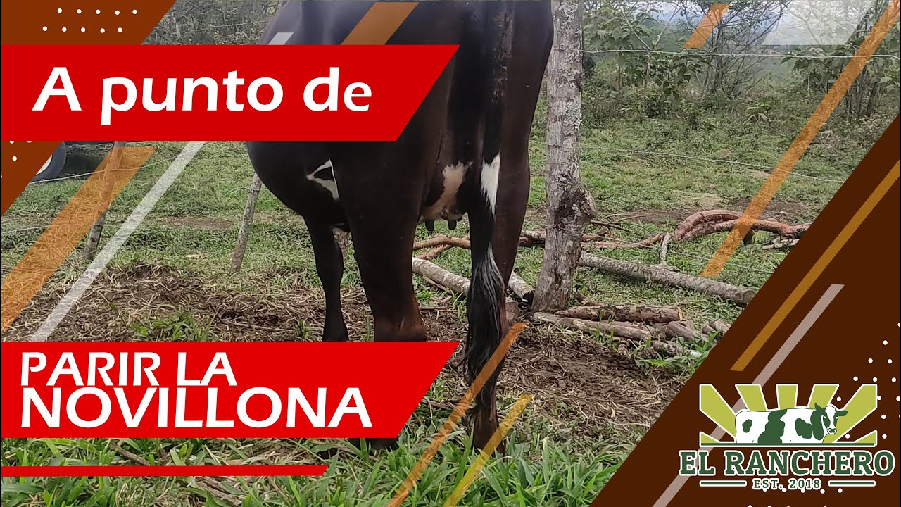 A punto de parir la novillona suiza - YouTube