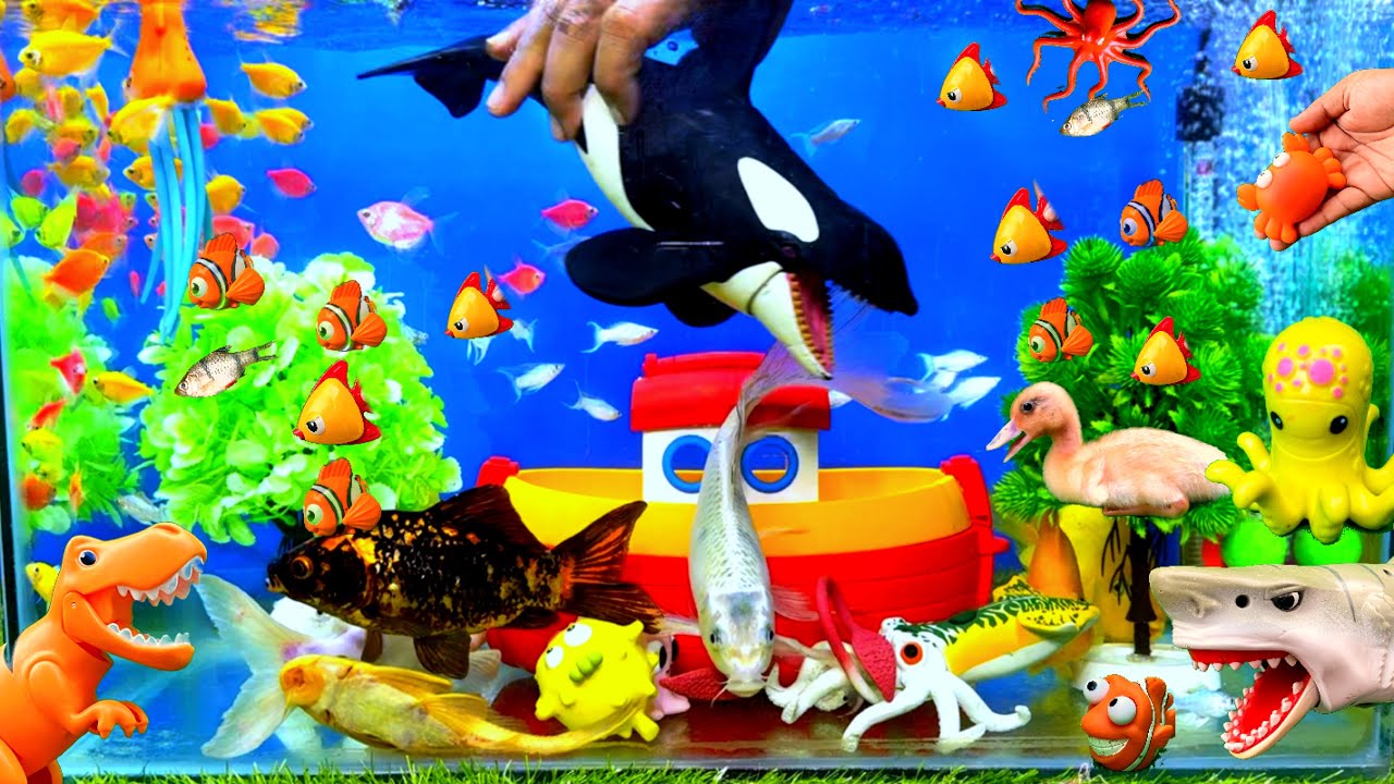 Fishes In Ship | Fish Video | Cute Animals Hamster Peageon | Sea ...