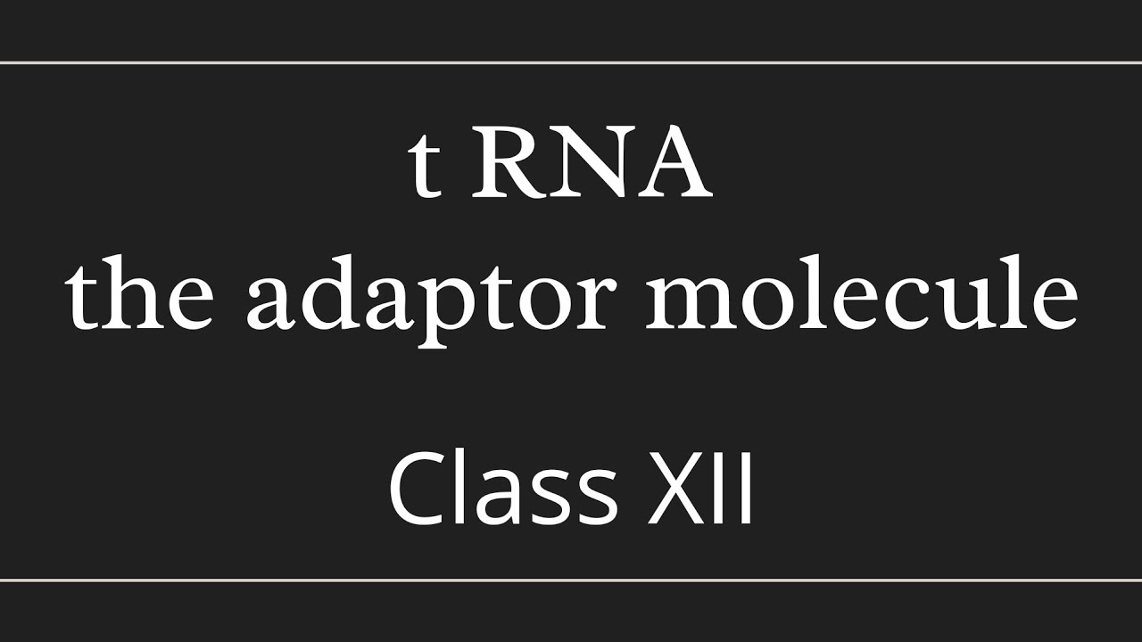 t RNA ( The adaptor molecule)/ clover leaf structure/ Class XII - YouTube