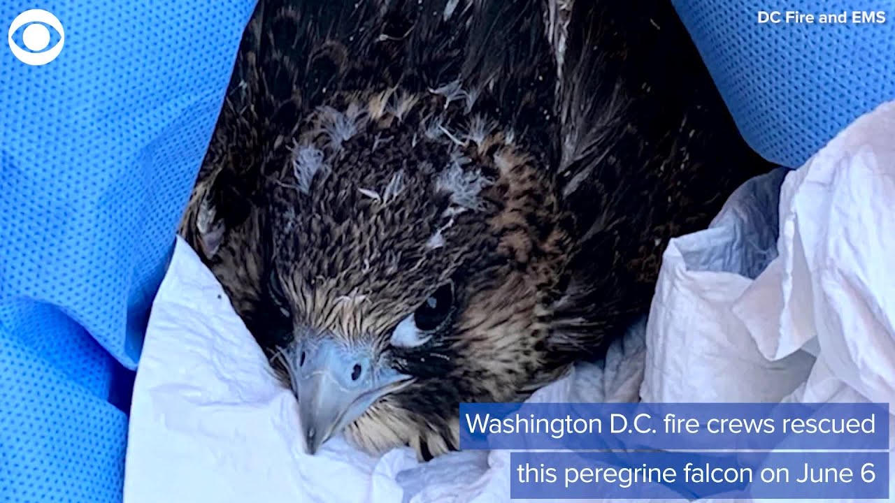 WEB EXTRA: Peregrine Falcon Rescue - YouTube