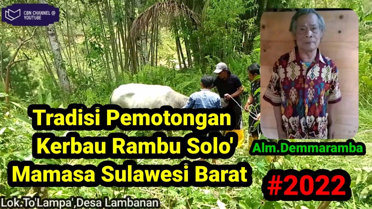 Tradisi Pemotongan Kerbau Rambu Solo' di Mamasa Sulawesi Barat 2022 ...