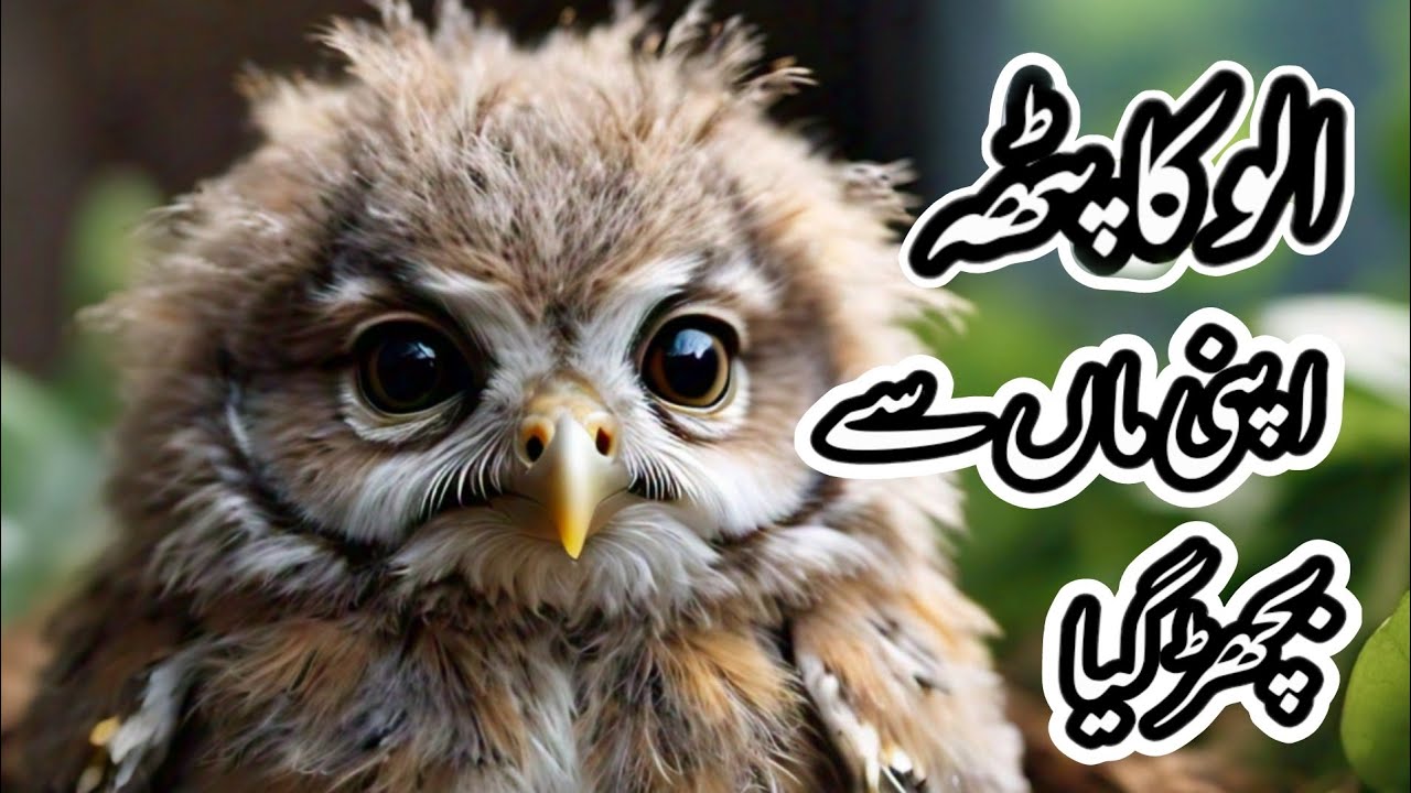 Olu Ka Patha Pheli Bar Pakra - YouTube